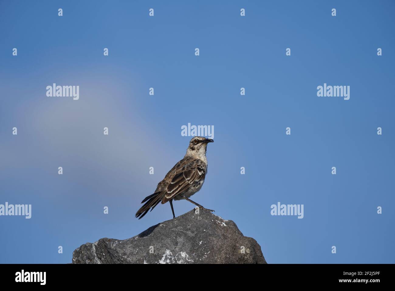 Galápagos mockingbird, Mimus parvulus, one of four mockingbird species ...