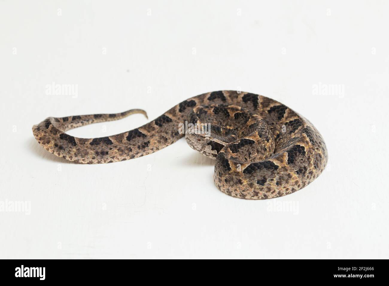Malayan ground pit viper snake, Calloselasma rhodostoma isolated on ...