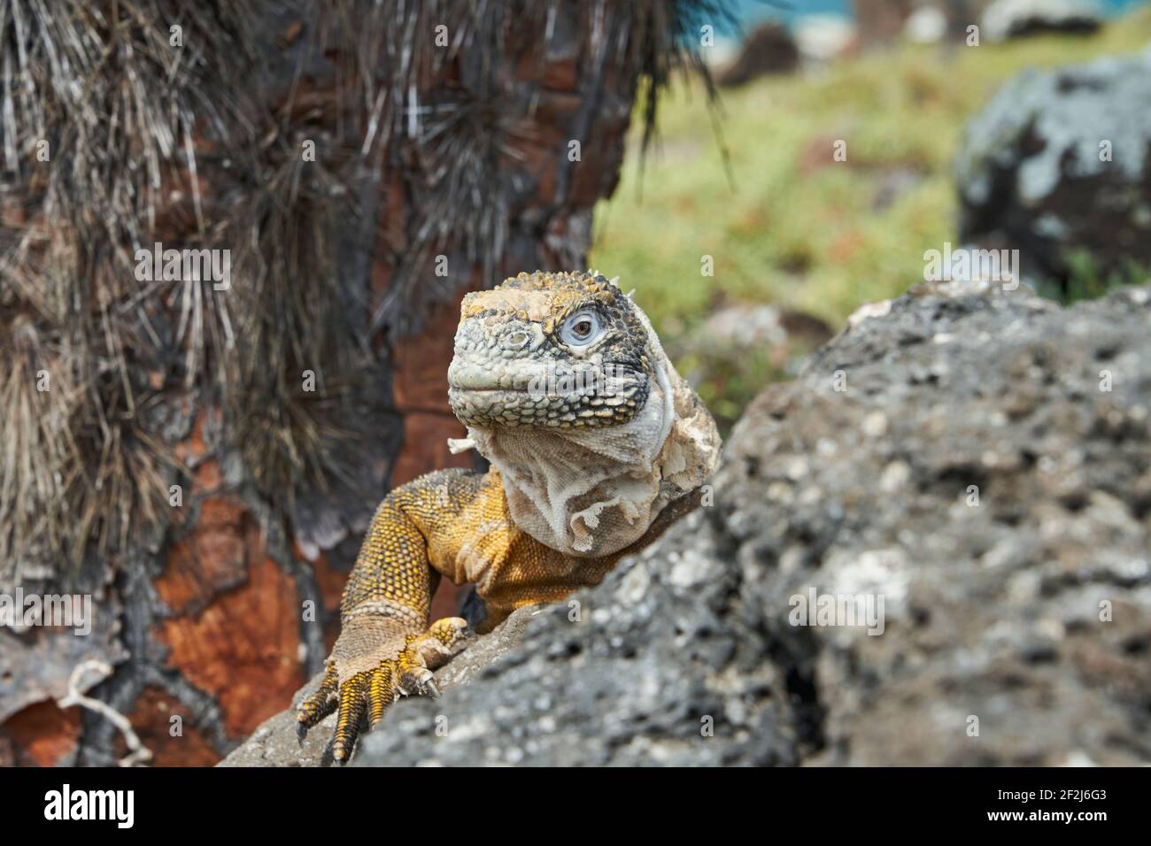 Galapagos land iguana, Conolophus subcristatus. in its natural habitat ...