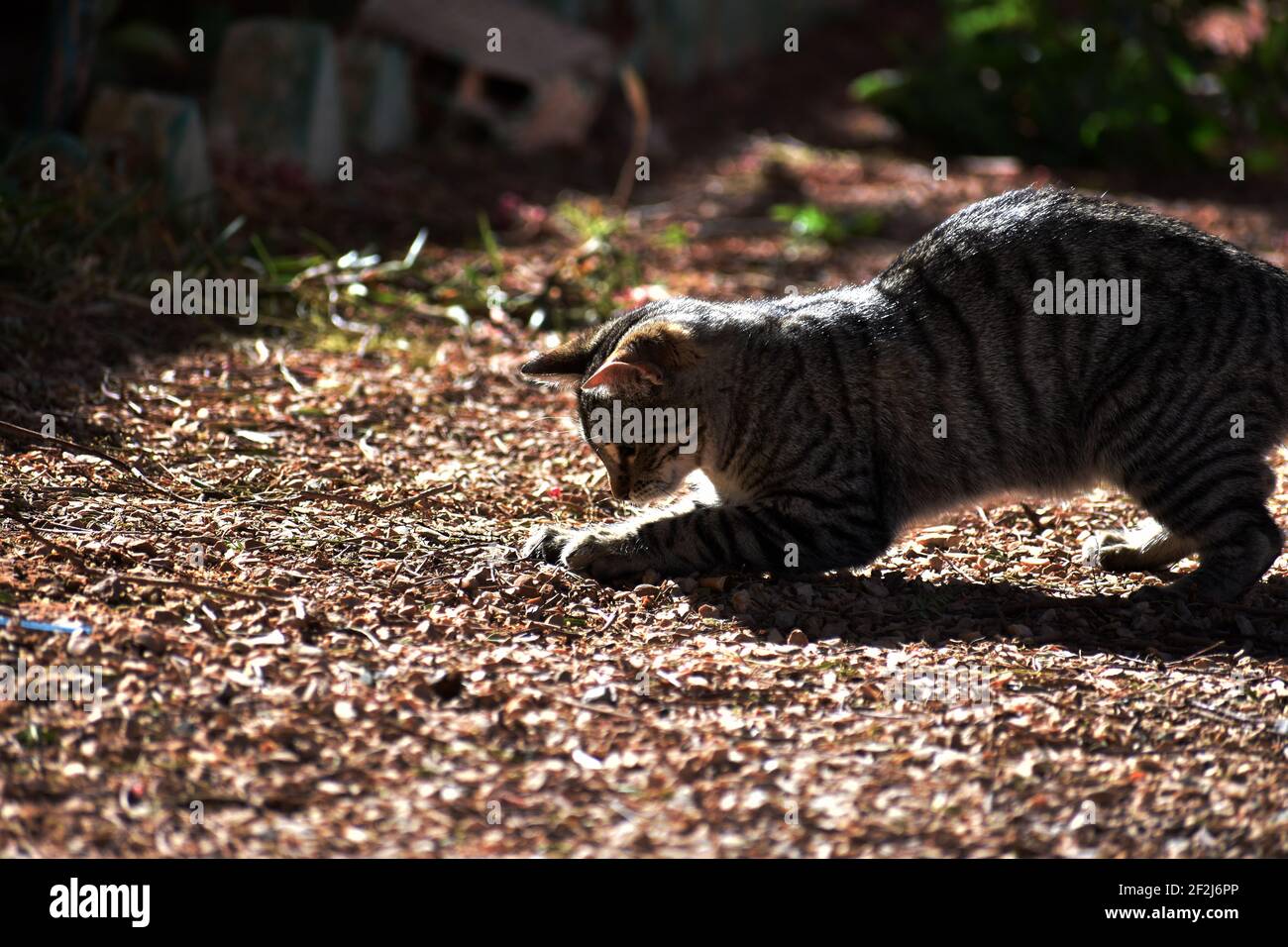 Animal movements hi-res stock photography and images - Alamy