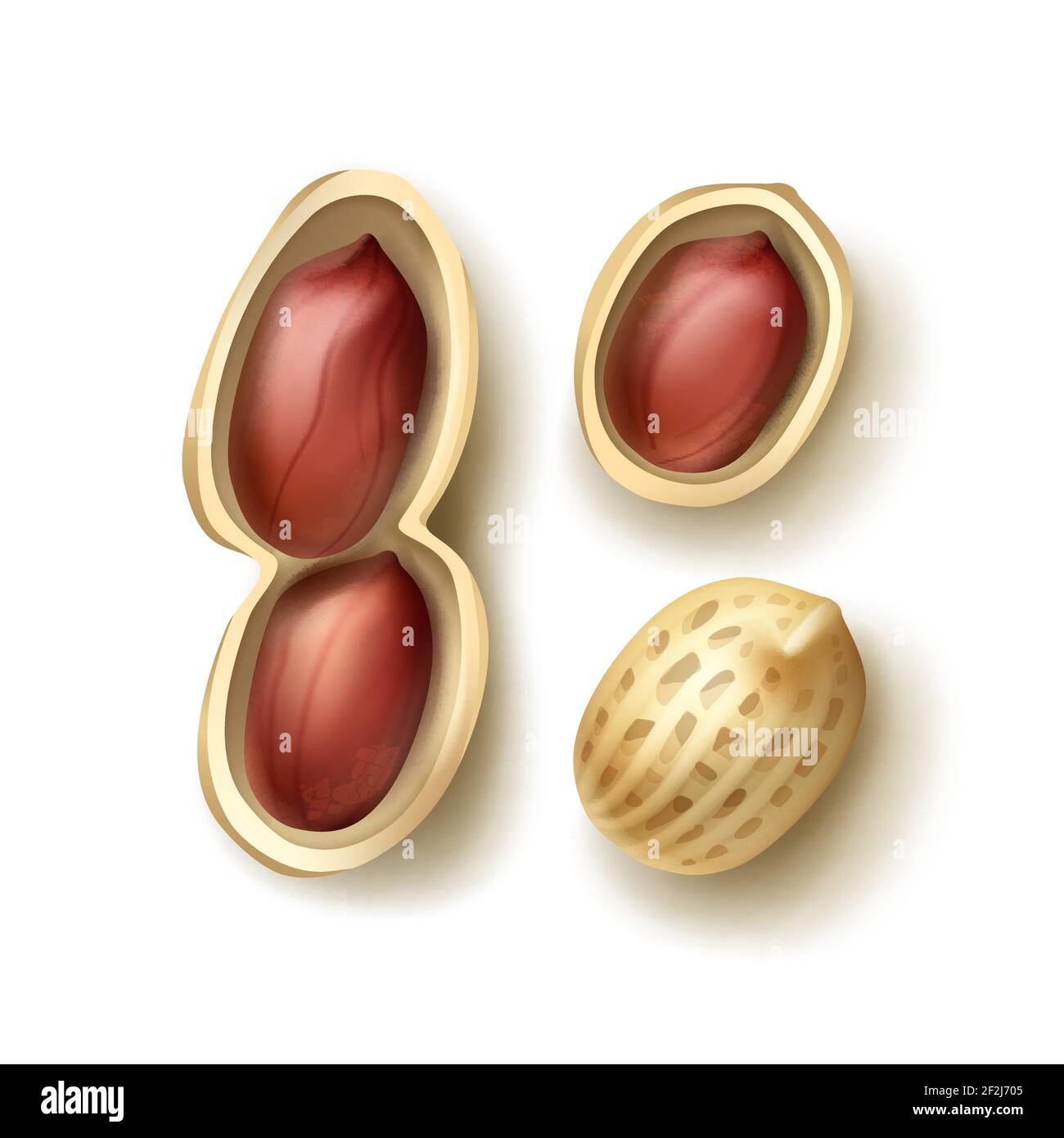 Vector set of whole and shelled peanuts with shell close up top view ...