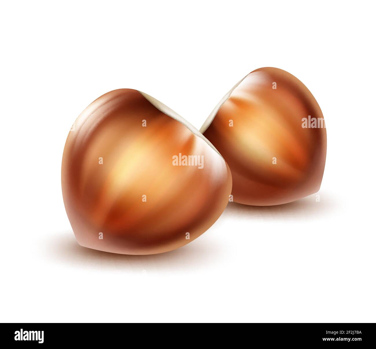 Vector two realistic whole unpeeled hazelnuts close up side view ...