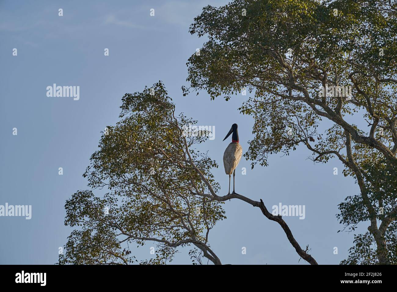 The Jabiru is a tall wading bird found in the Americas from Mexico to ...