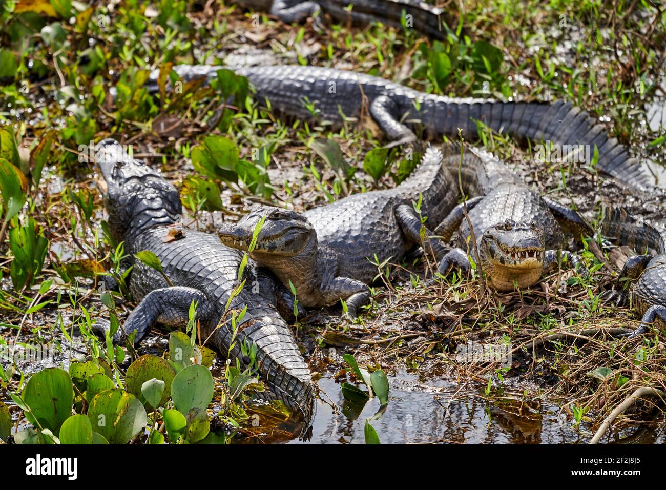 Black caiman habitat hi-res stock photography and images - Alamy
