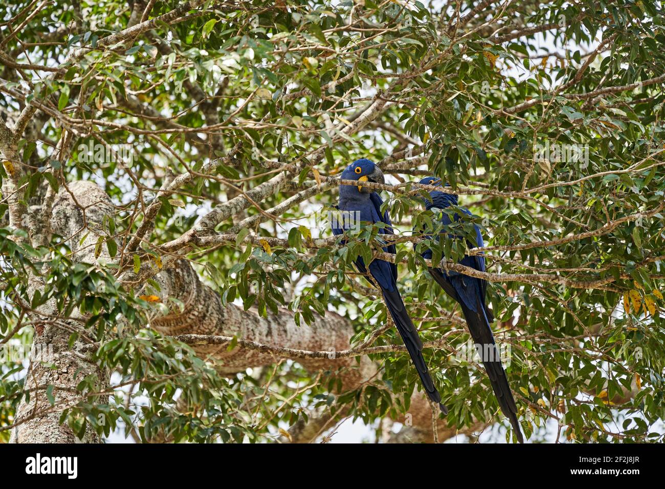 Blue parrot hi-res stock photography and images - Alamy