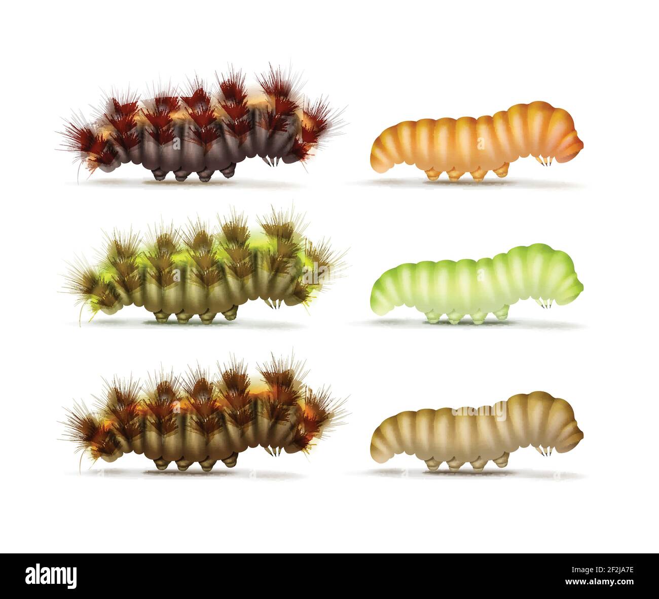 Vector set of different colorful green, orange, brown, furry and smooth ...
