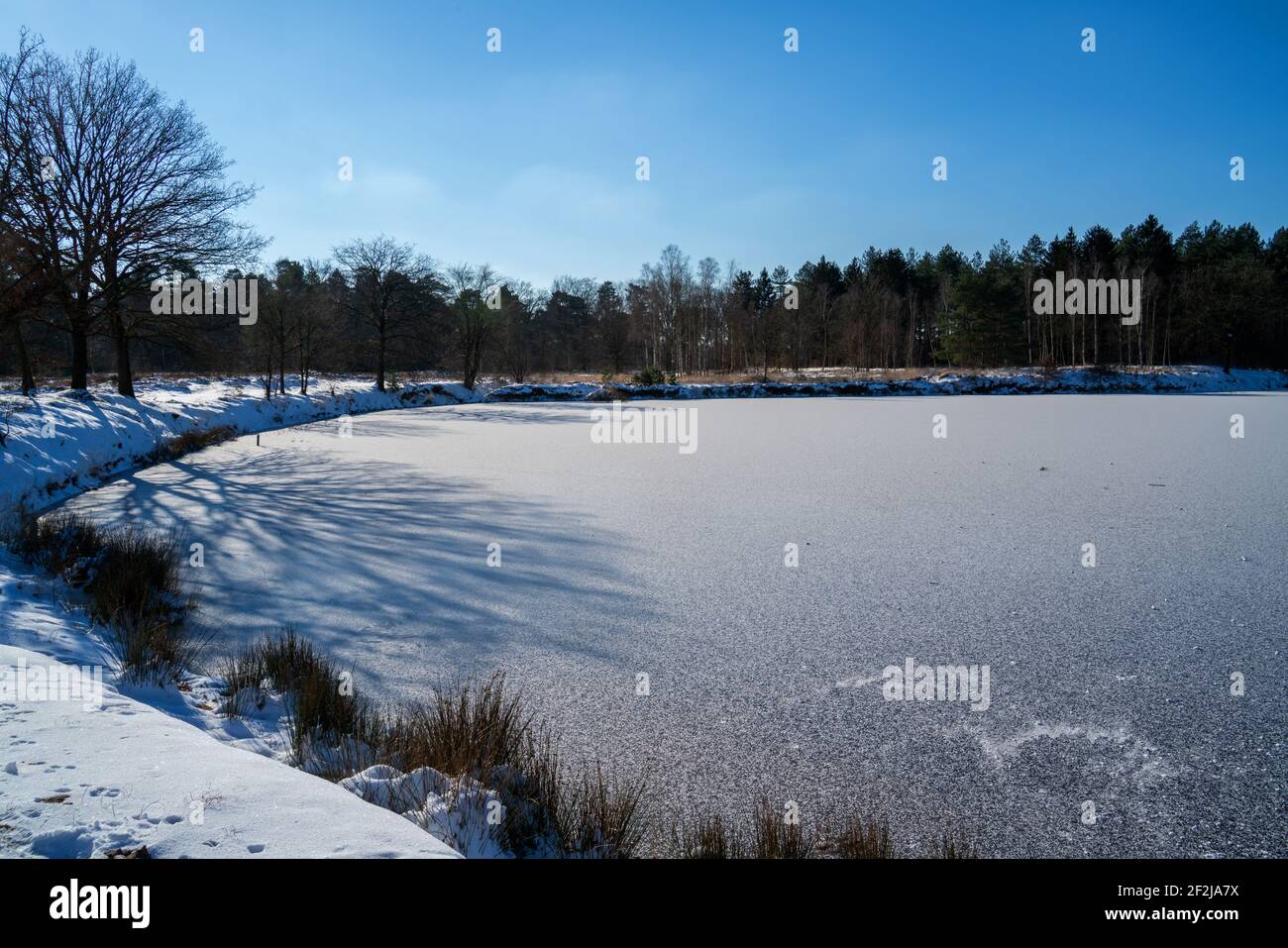 Frozen pond in the forest Stock Photo - Alamy