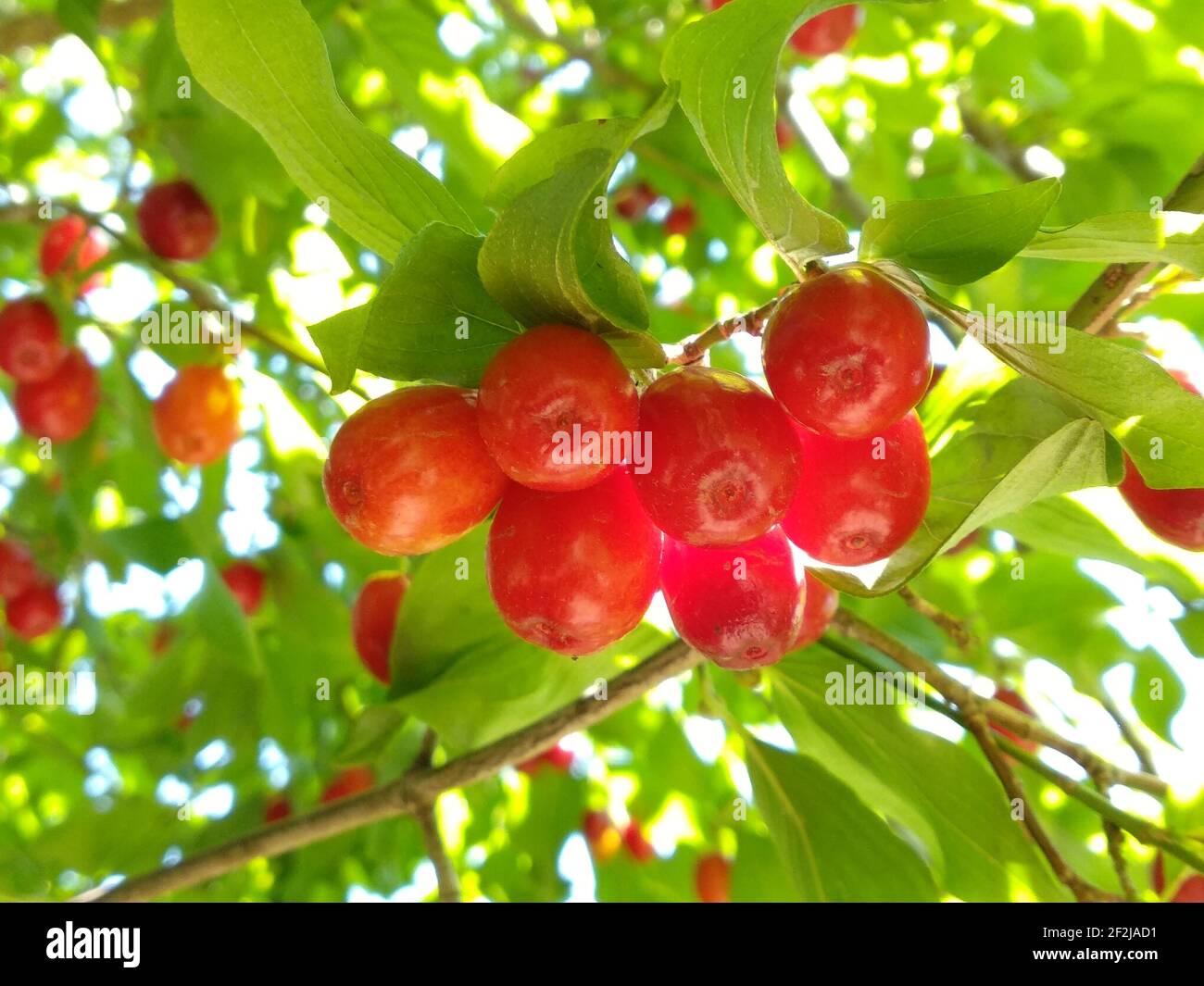 Bunch fresh cranberries hi-res stock photography and images - Alamy