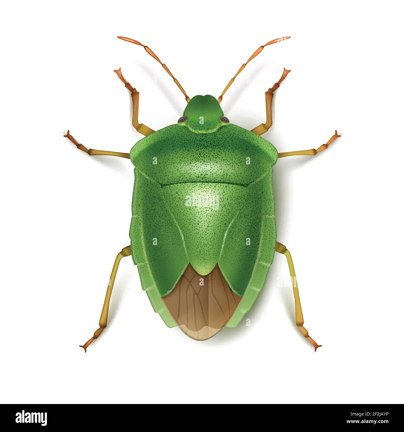 Vector Green stink bug close up top view isolated on white background ...