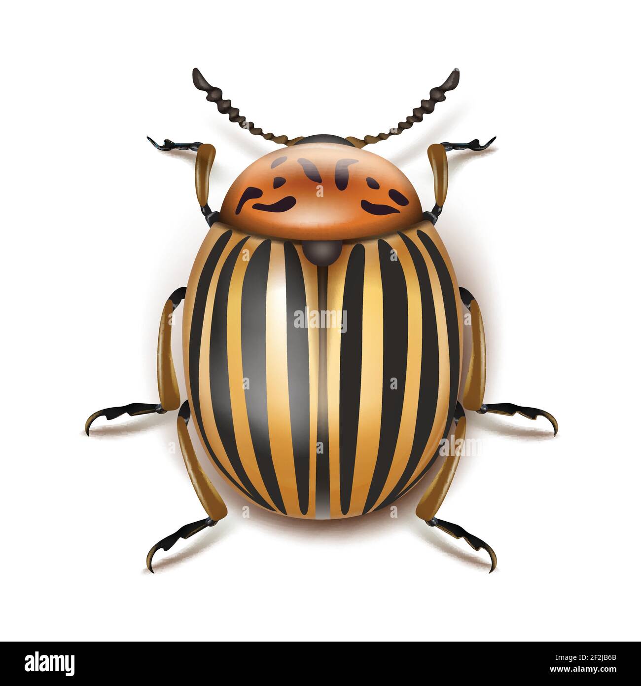 Vector colorado potato beetle close up top view isolated on white ...