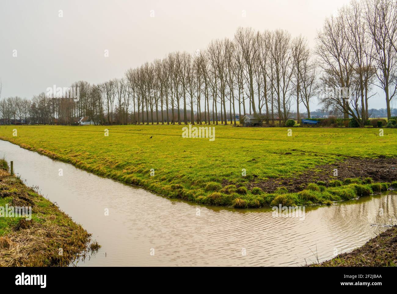 Rural landscape with ditches, meadows and poplar trees in the ...