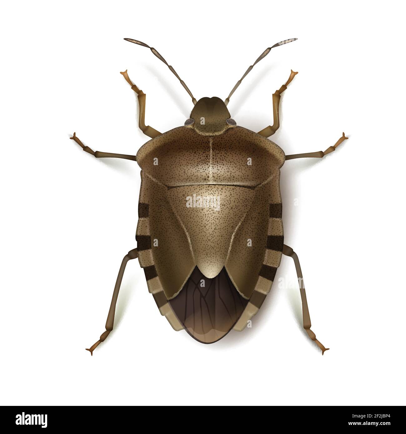 Vector Brown Marmorated Stink bug close up top view isolated on white ...