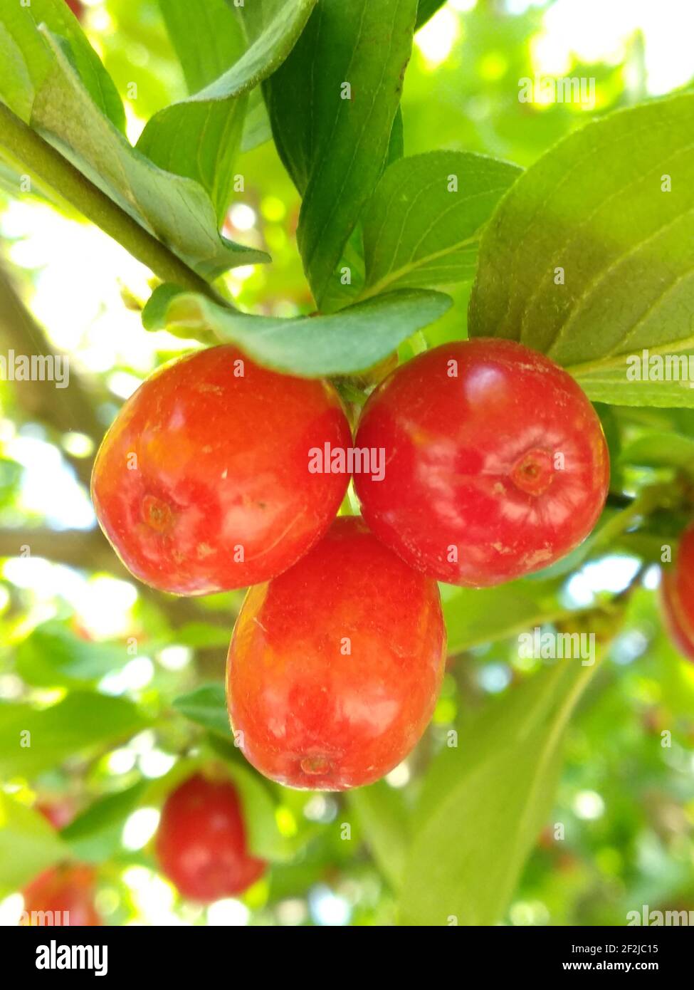 Cranberries on branch hi-res stock photography and images - Alamy