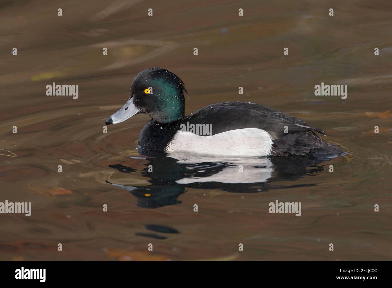 Belgium rouge hi-res stock photography and images - Alamy