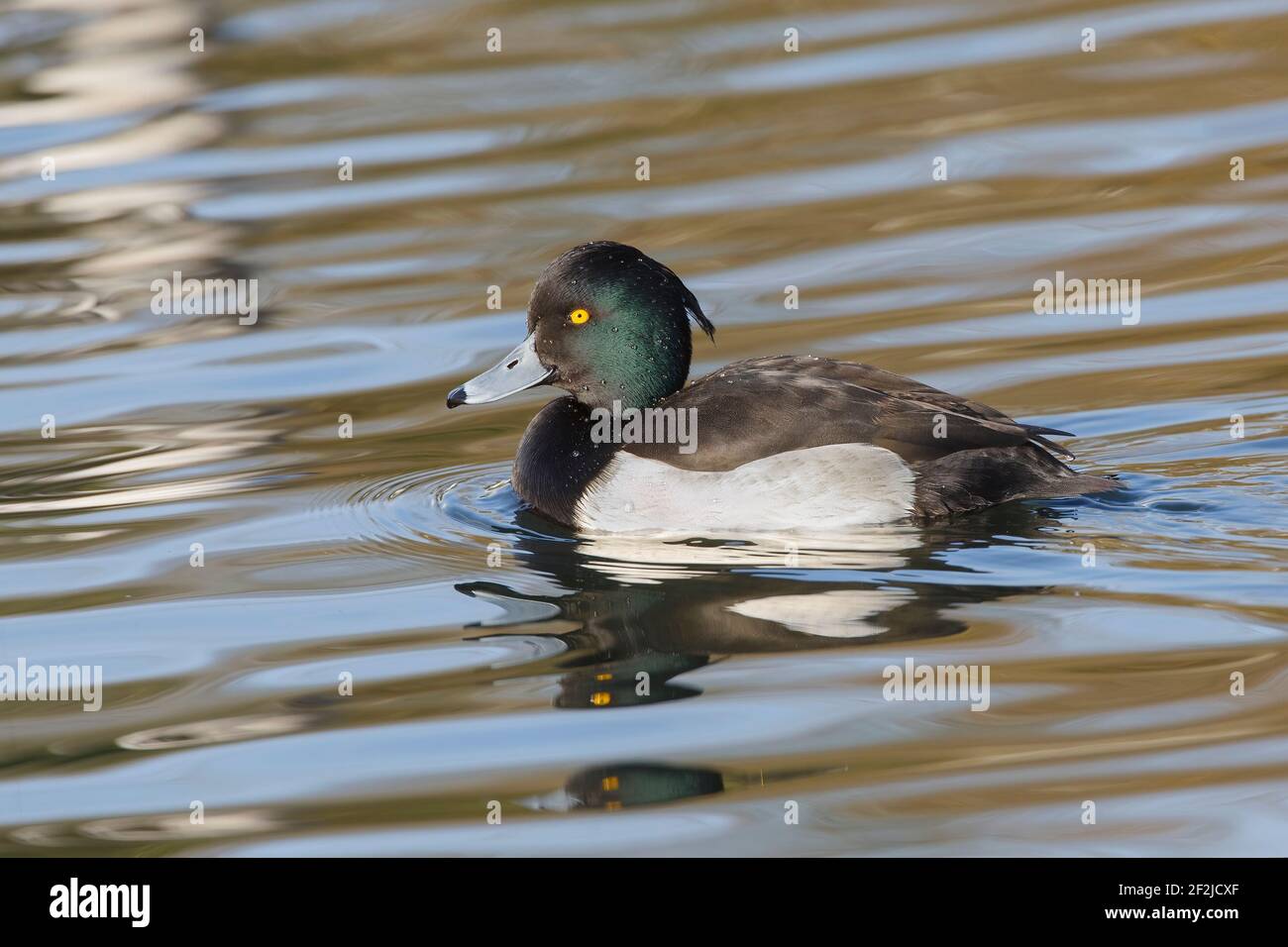 Belgium rouge hi-res stock photography and images - Alamy