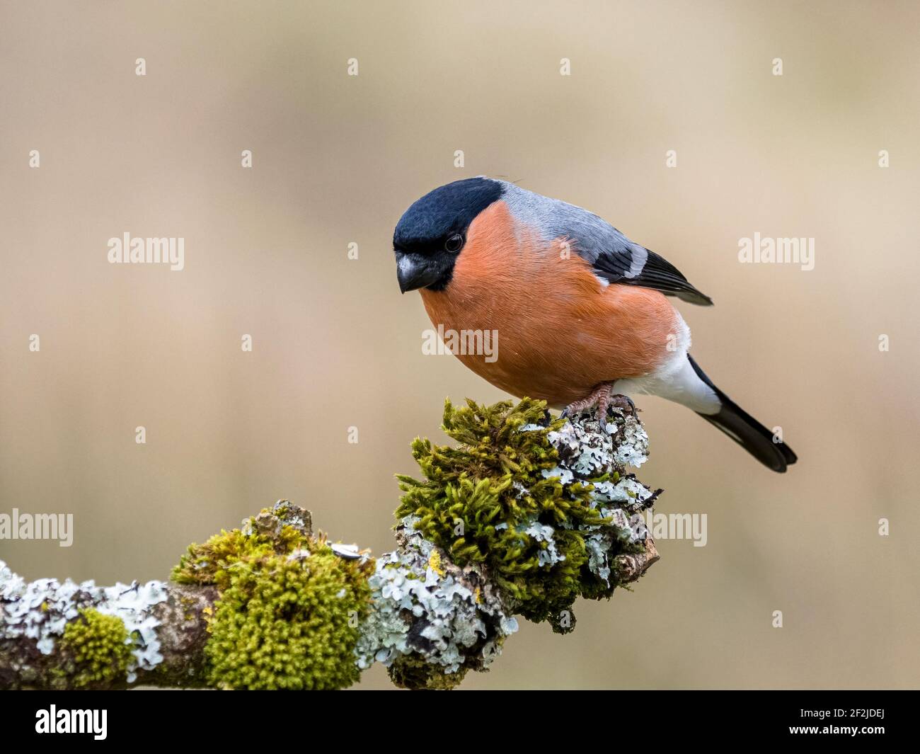 Bullfinch hi-res stock photography and images - Alamy
