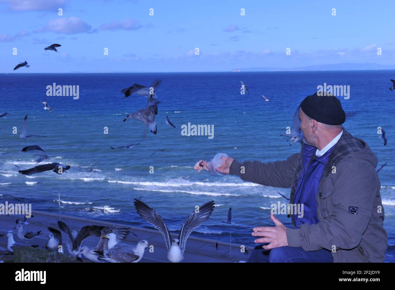 Moroccan birds hi-res stock photography and images - Alamy