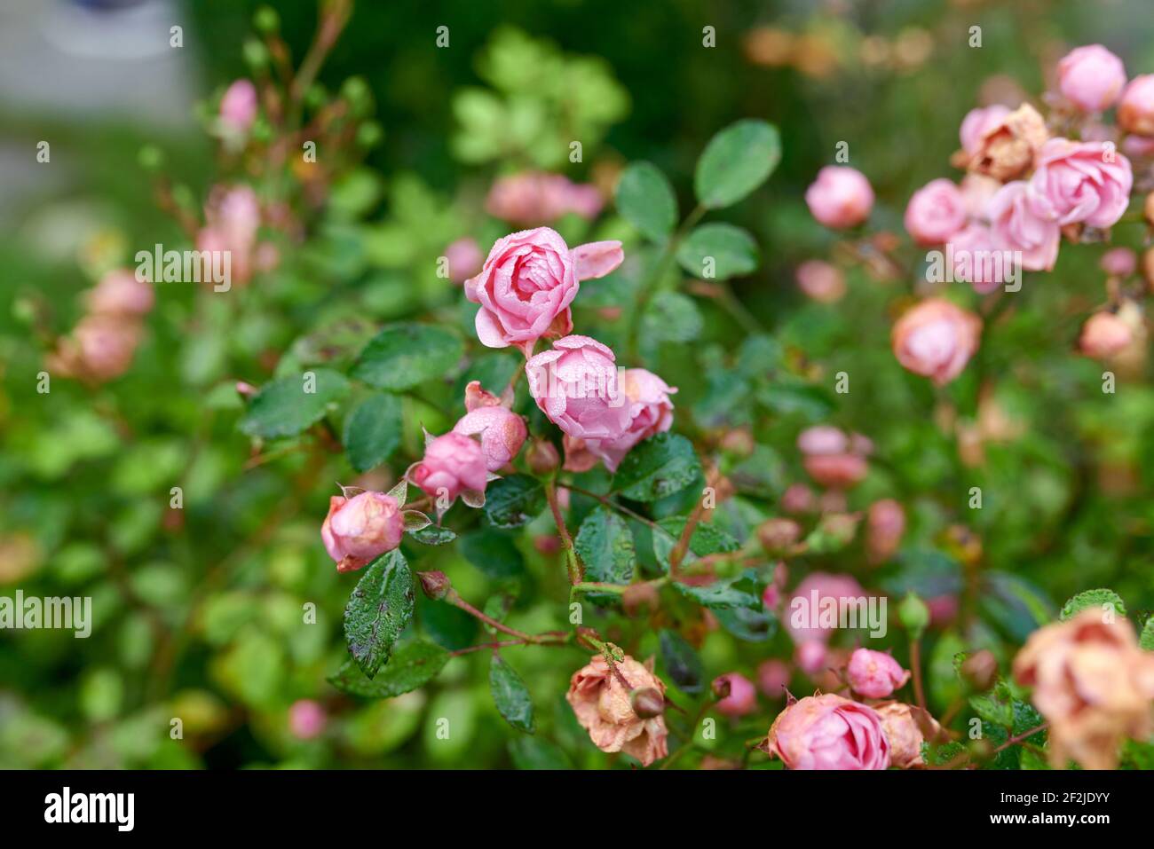Autumn rose bush Stock Photo - Alamy