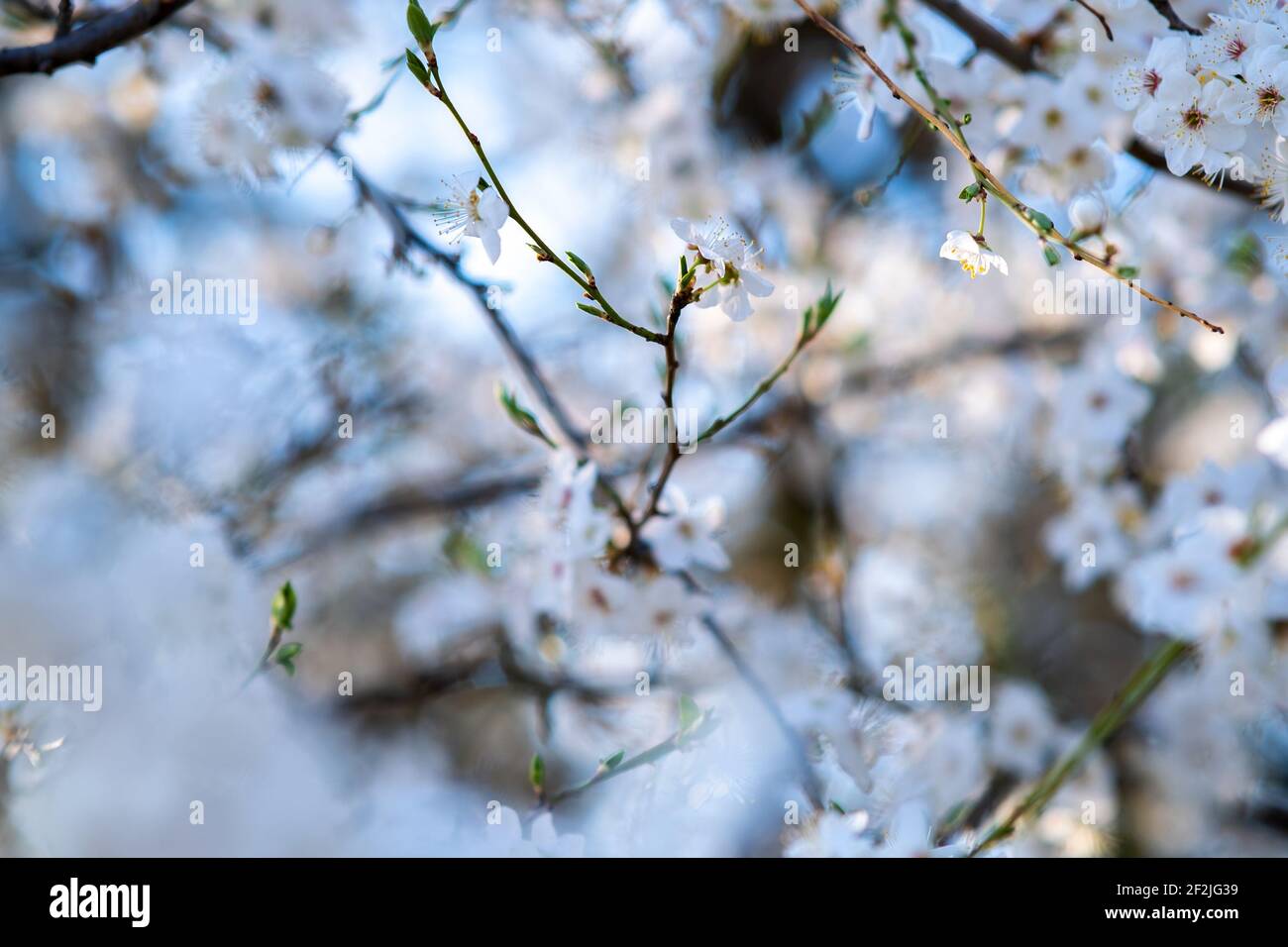 Fruit tree twigs with blooming white and pink petal flowers in spring ...