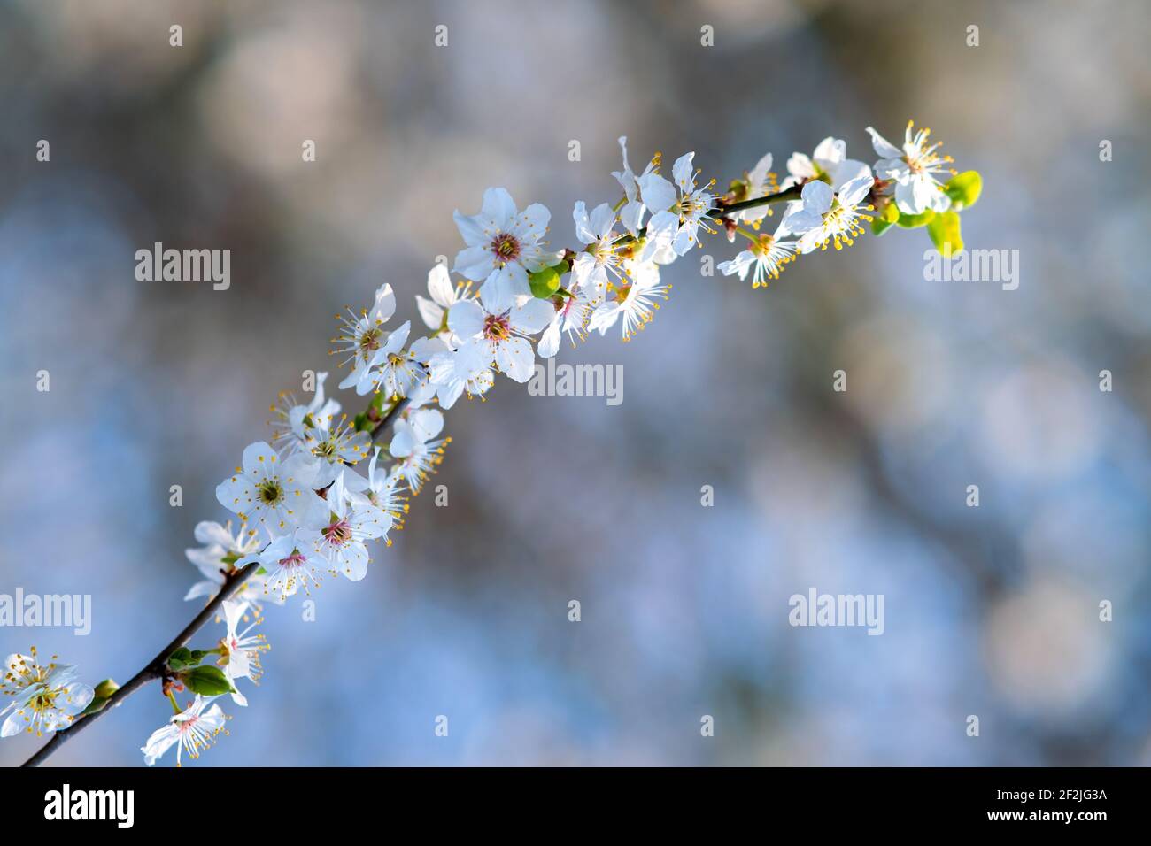 Fruit tree twigs with blooming white and pink petal flowers in spring ...