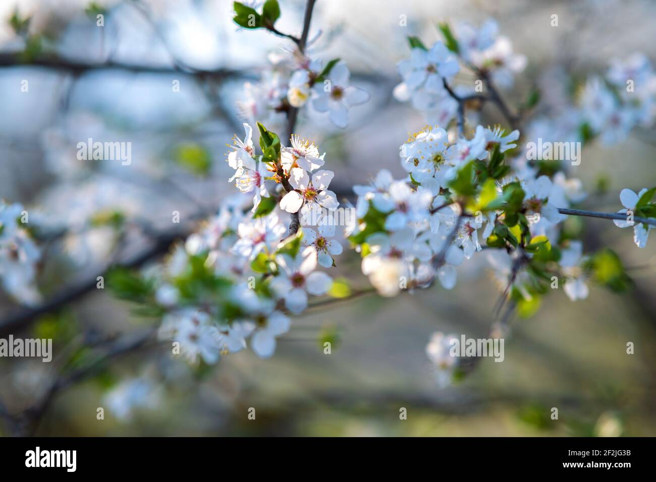 Fruit tree twigs with blooming white and pink petal flowers in spring ...