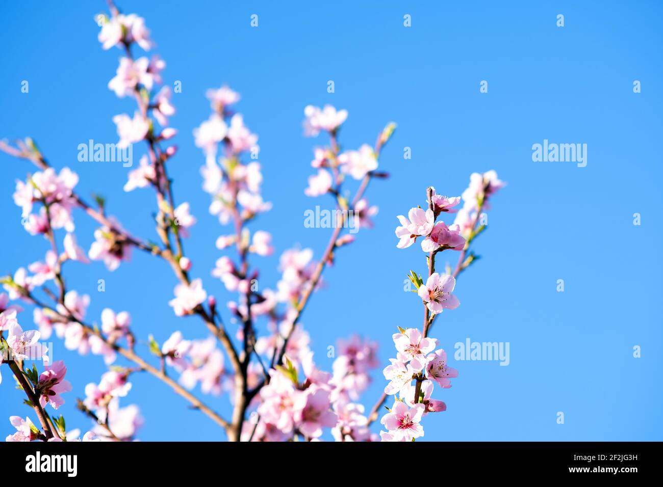Fruit tree twigs with blooming white and pink petal flowers in spring ...