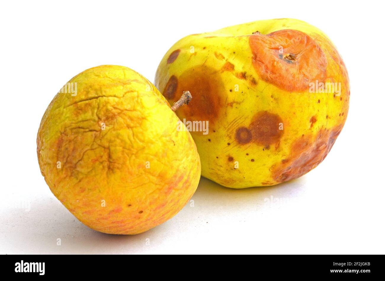 One yellow withered apple and one rotten apple isolated on white ...