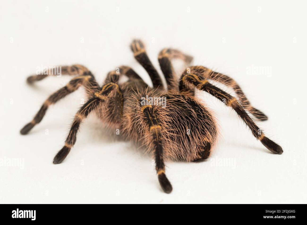 Grammostola pulchripes (golden knee Tarantura) on white background ...