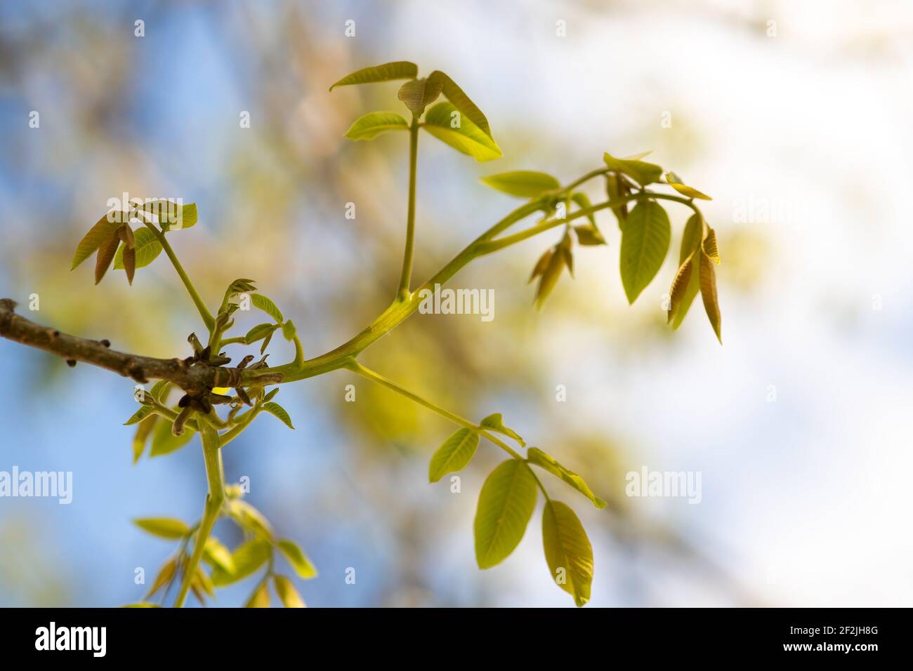Walnut blooms. Green buds of walnut on tree branch on blurred ...