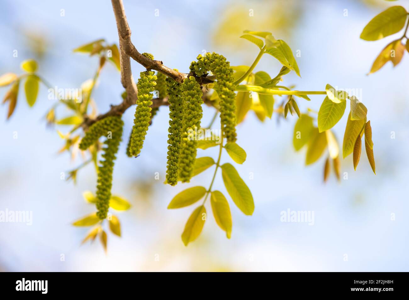 Walnut blooms. Green buds of walnut on tree branch on blurred ...