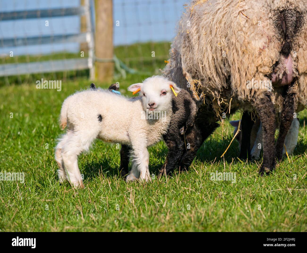 Lambs with mother ewe hi-res stock photography and images - Alamy