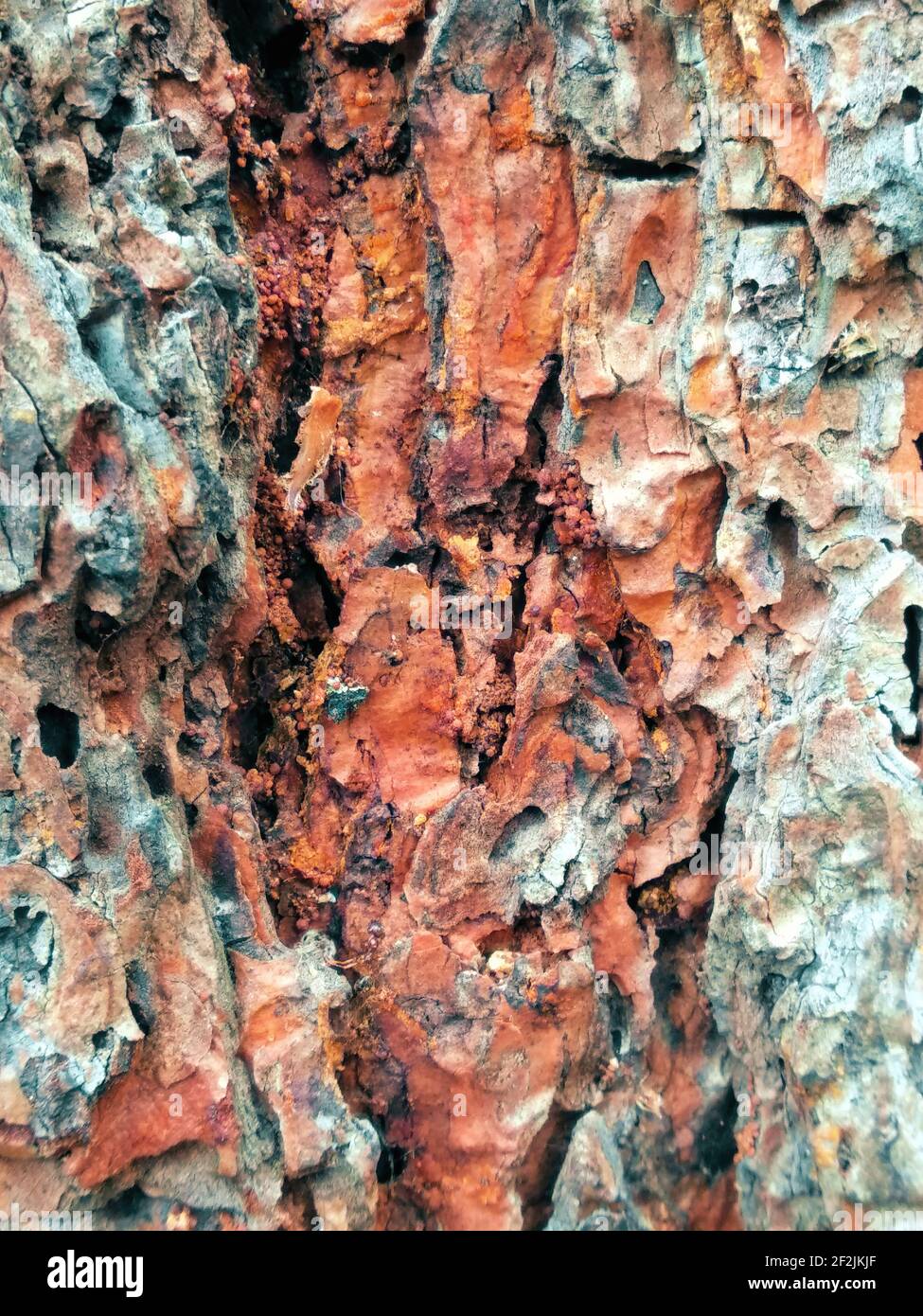 Tree shell hi-res stock photography and images - Alamy