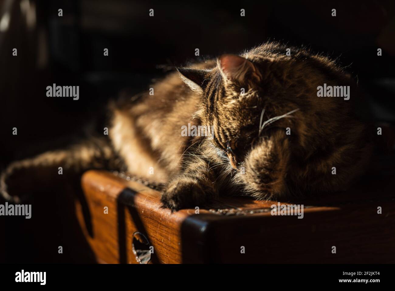 Furry chest hi-res stock photography and images - Alamy