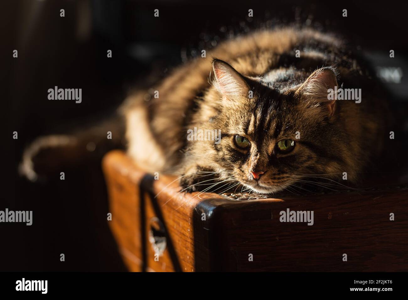 Furry chest hi-res stock photography and images - Alamy