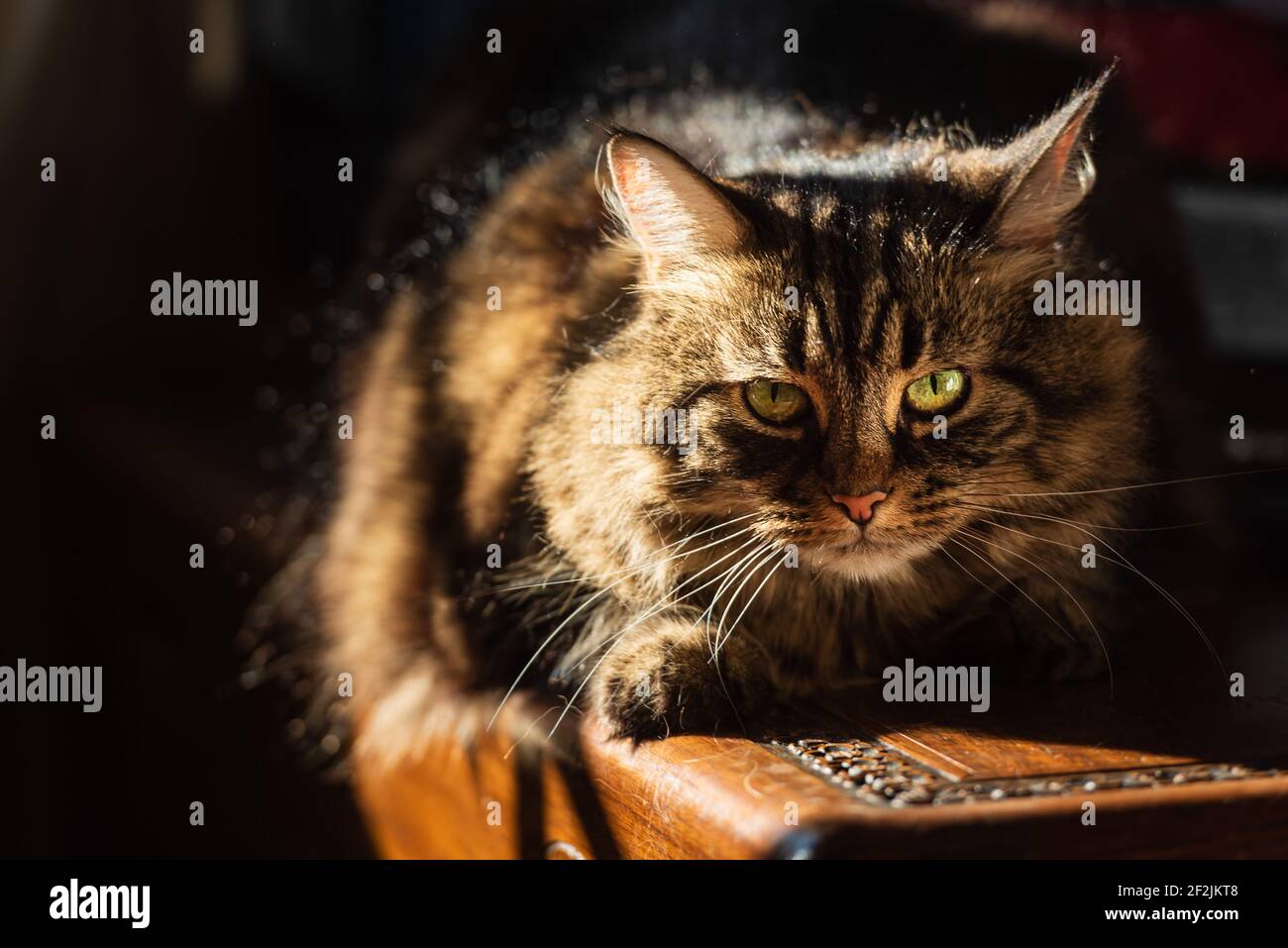 Furry chest hi-res stock photography and images - Alamy
