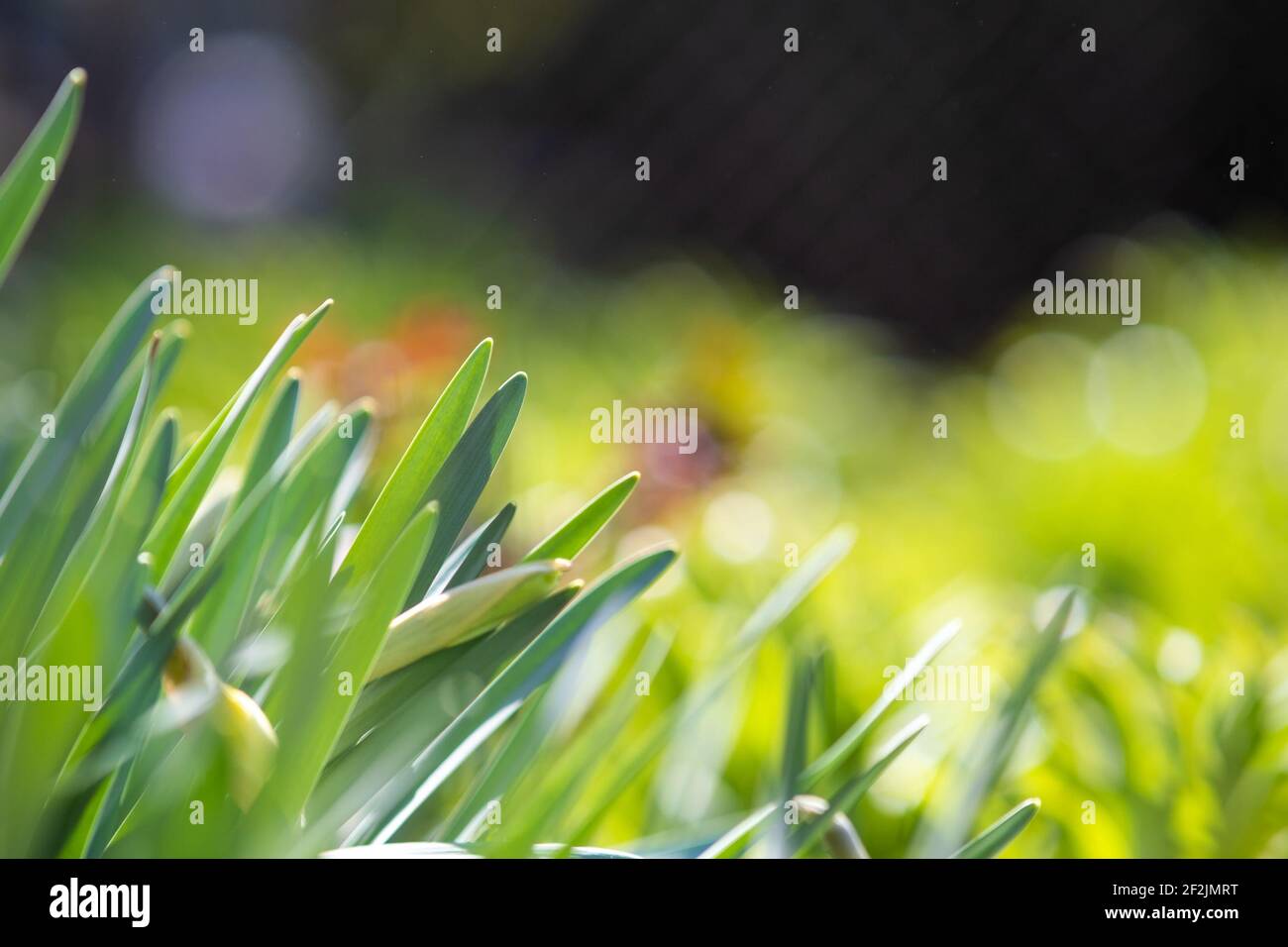 Closeup of green grass stems on summer lawn Stock Photo - Alamy