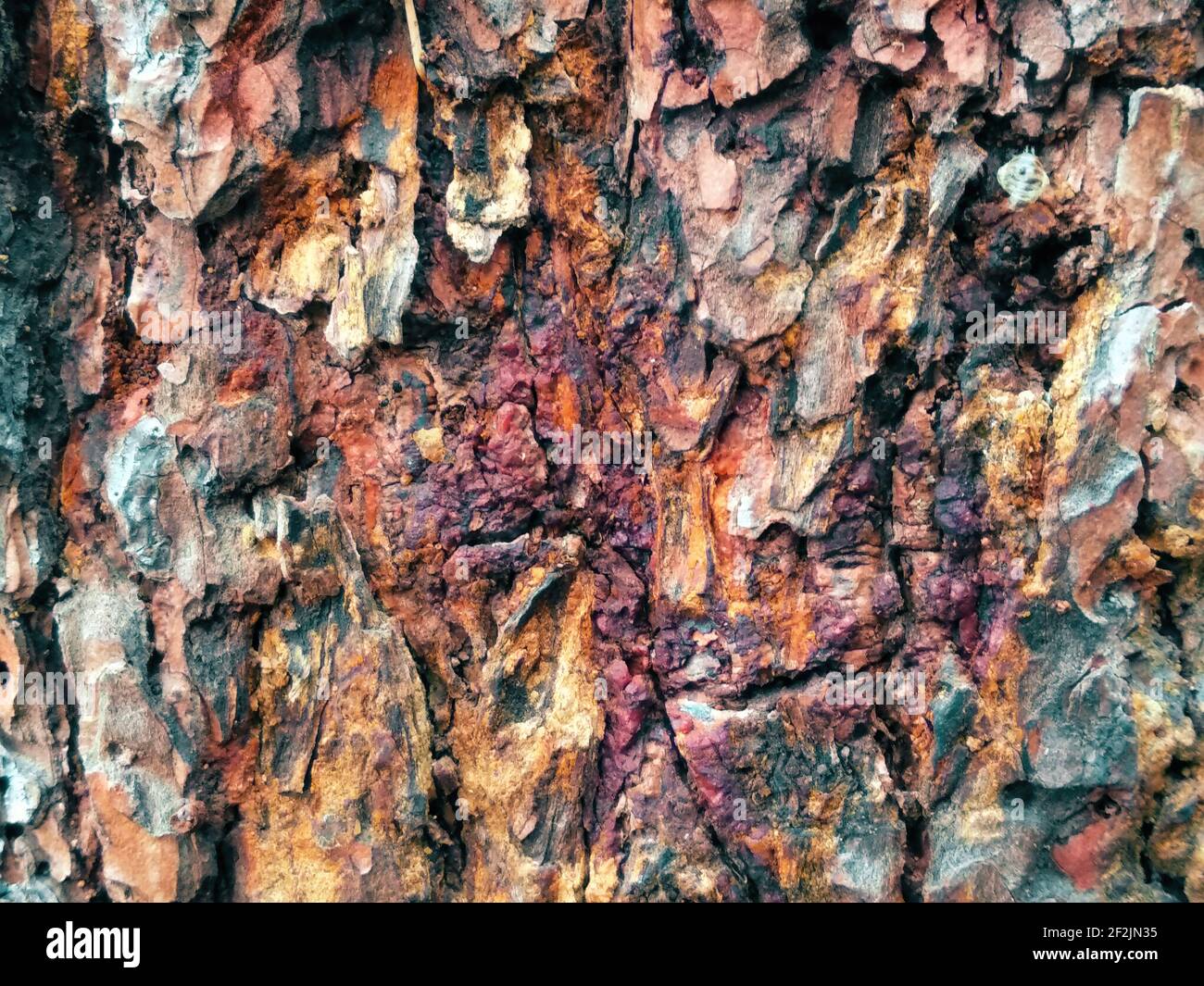 Tree shell hi-res stock photography and images - Alamy