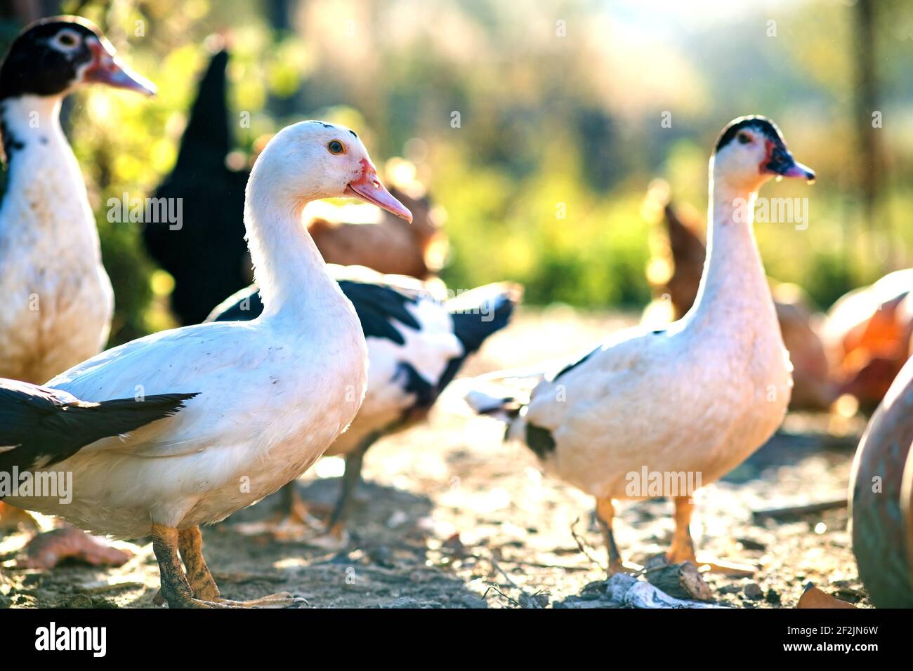 Ducks feed on traditional rural barnyard. Detail of a duck head. Close ...