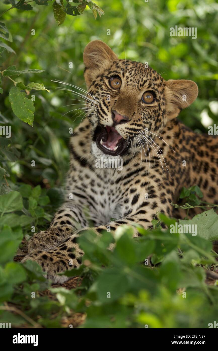 A portrait of a leopard, photo taken on a safari in Sabi Sands, South ...