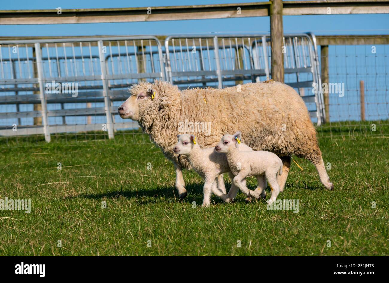Shetland sheep lamb twins running with mother ewe in field in sunshine ...
