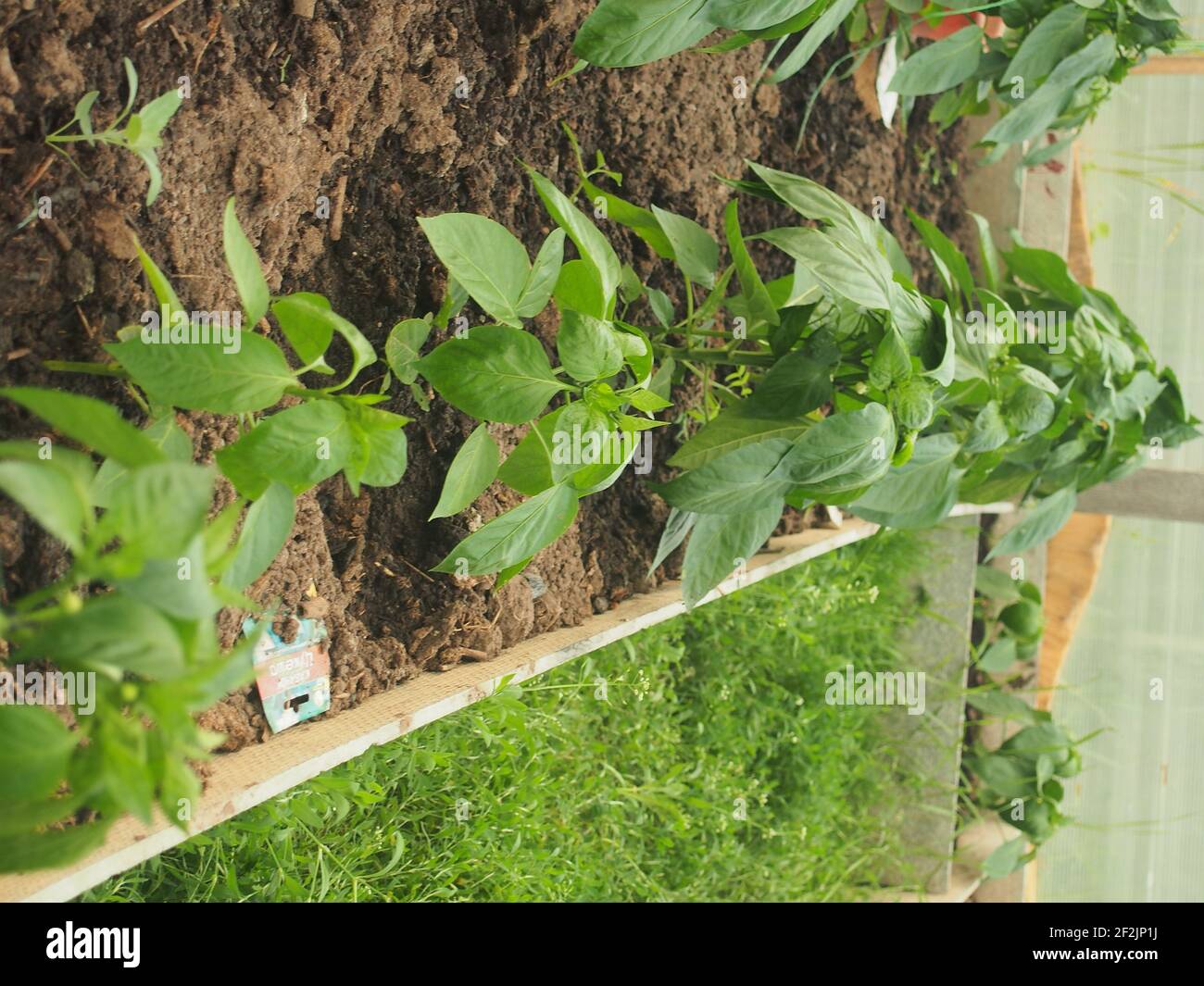 Pepper bushes grow on the beds in the greenhouse. Gardening Stock Photo ...