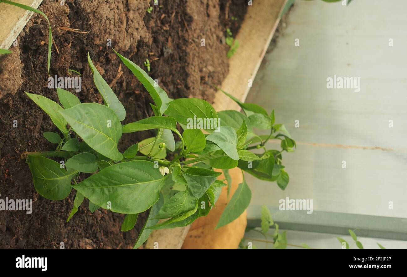 Pepper bushes grow on the beds in the greenhouse. Gardening Stock Photo ...