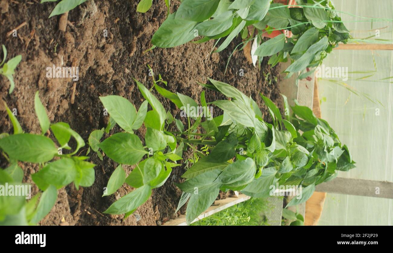 Pepper bushes grow on the beds in the greenhouse. Gardening Stock Photo ...
