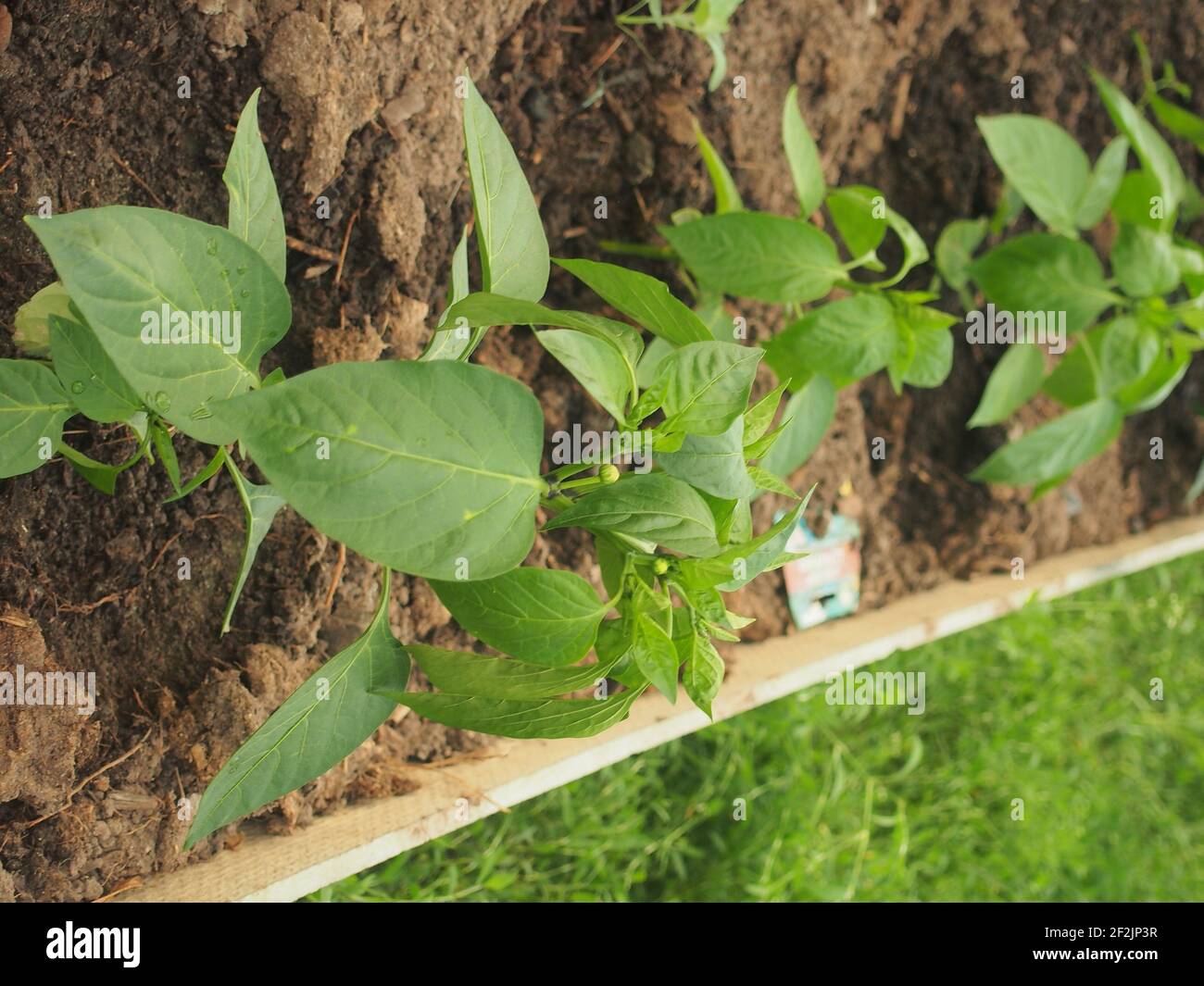 Pepper bushes grow on the beds in the greenhouse. Gardening Stock Photo ...