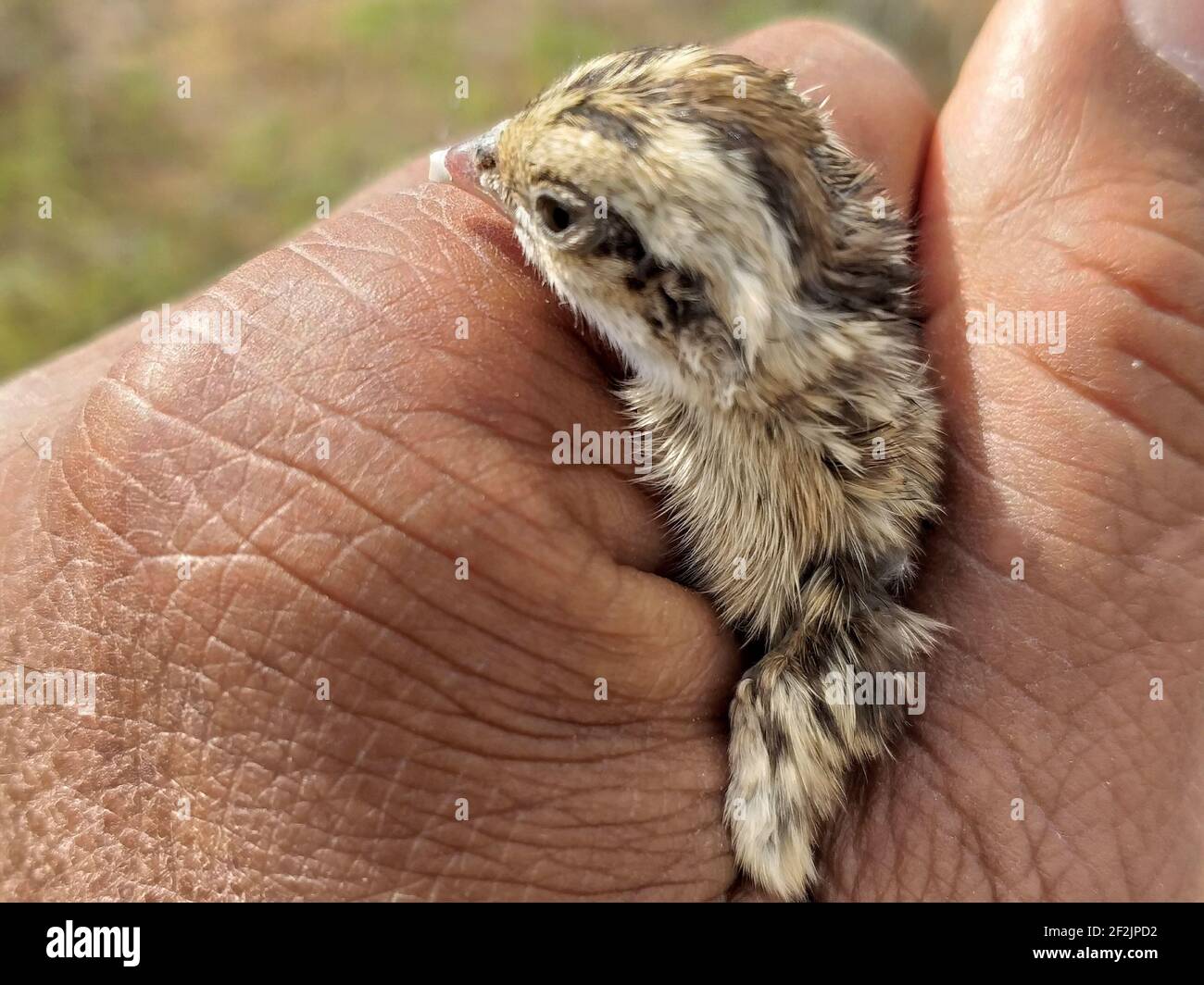 A male hand holding a newly hatch chick Stock Photo - Alamy