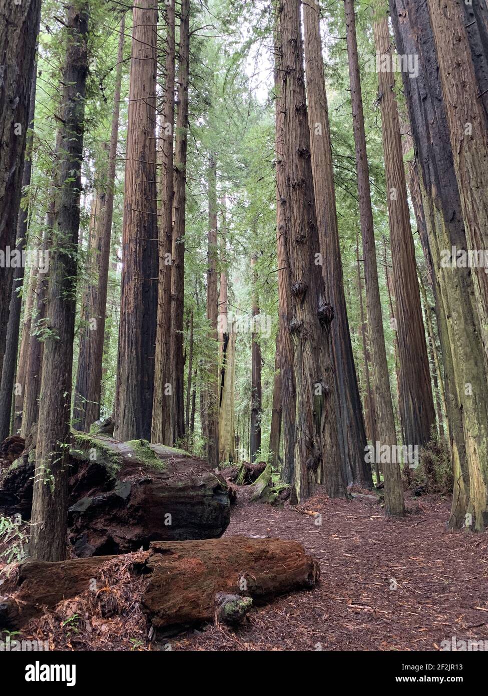 A vertical shot of tall redwood trees in a forest Stock Photo - Alamy