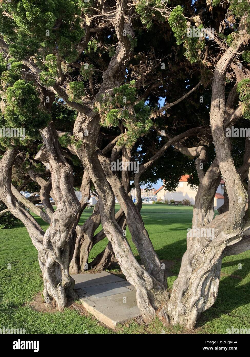 A vertical closeup of a beautiful fig tree (Ficus) in a park at daytime ...