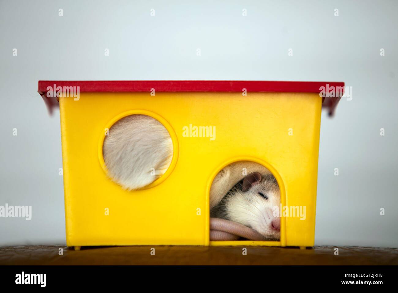 Closeup of funny white domestic rat with long whiskers sleeping in ...