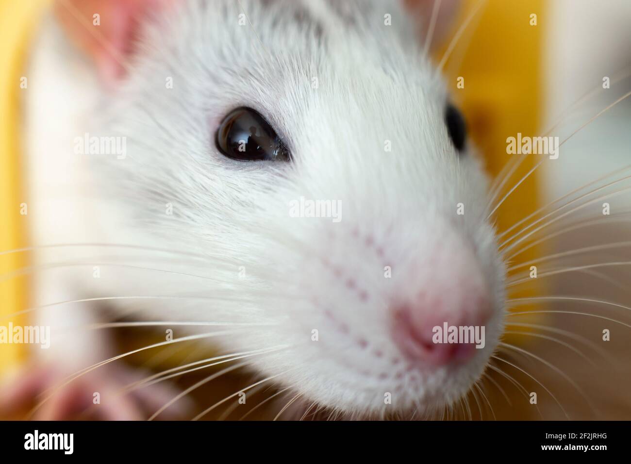 Closeup of funny white domestic rat with long whiskers Stock Photo - Alamy