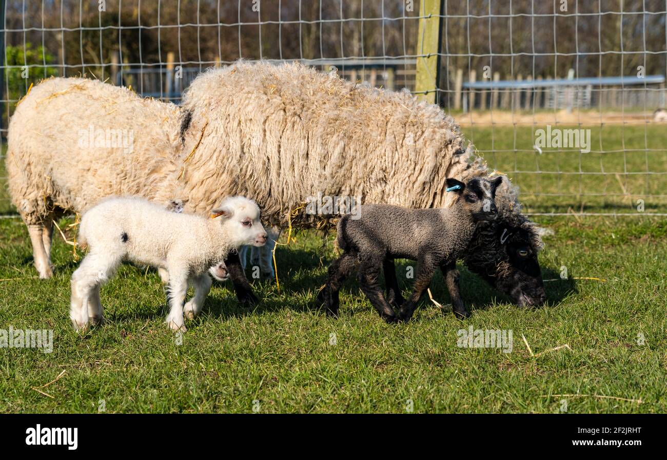 Shetland sheep lamb twins with mother ewe in field in sunshine, East ...
